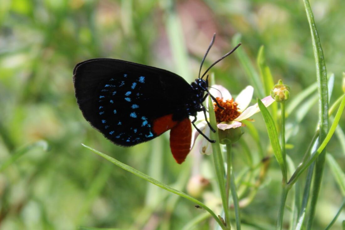 Florida Native Butterfly Society finds new home at the Shell Factory ...
